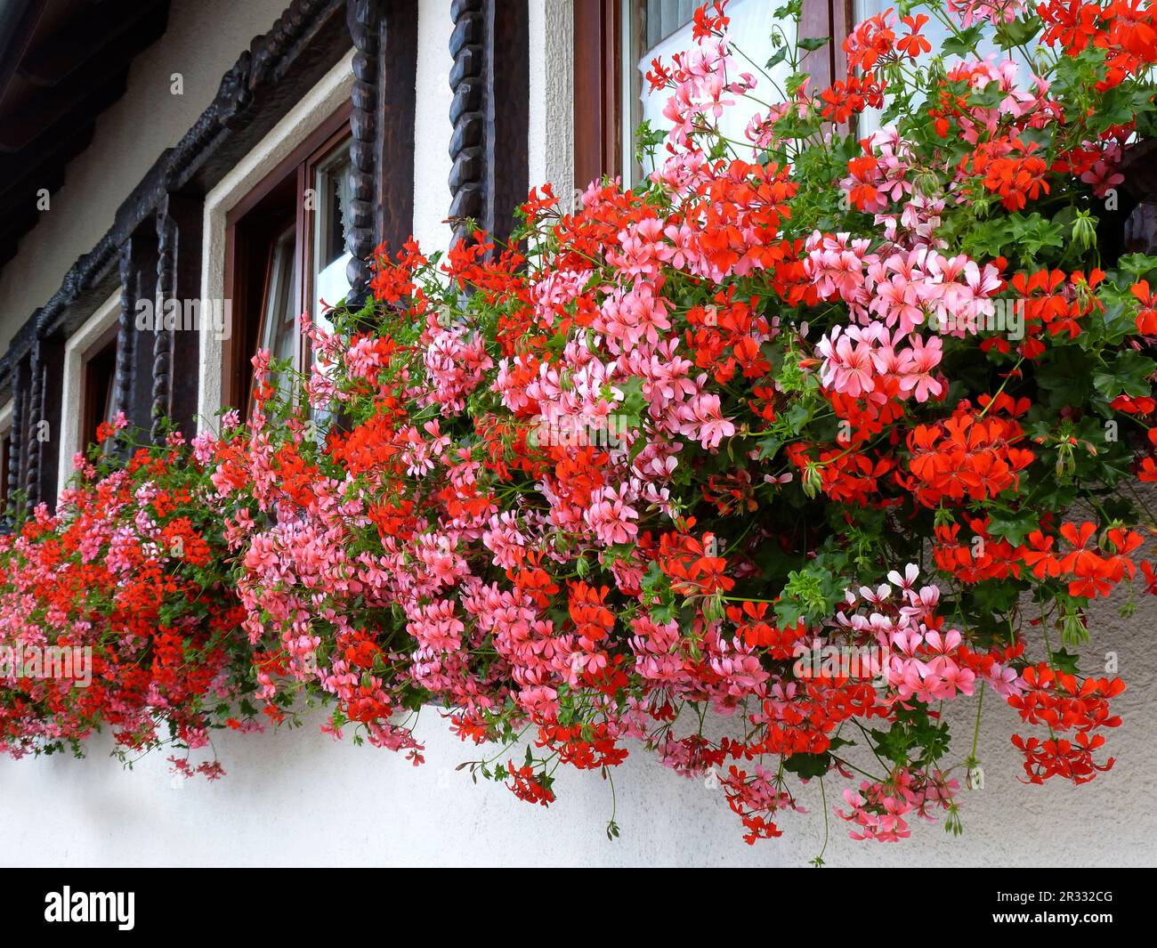 Hanging geraniums at the window Stock Photo - Alamy
