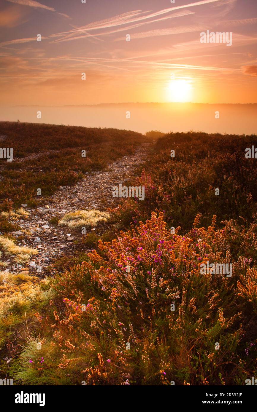 The sun rises through distant mist on a glorious New Forest morning at ...
