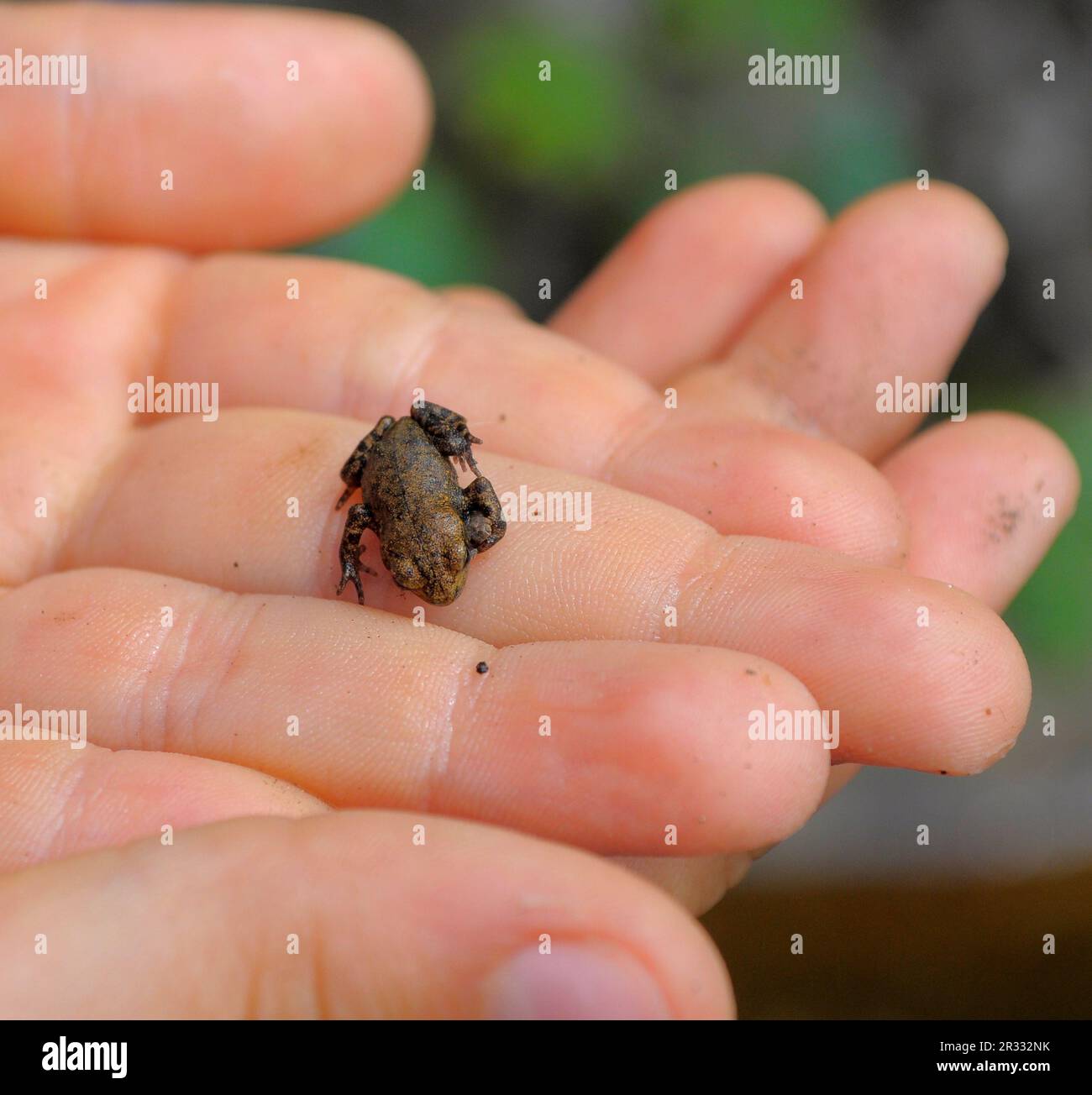 Frog on child hand pond frog Stock Photo - Alamy