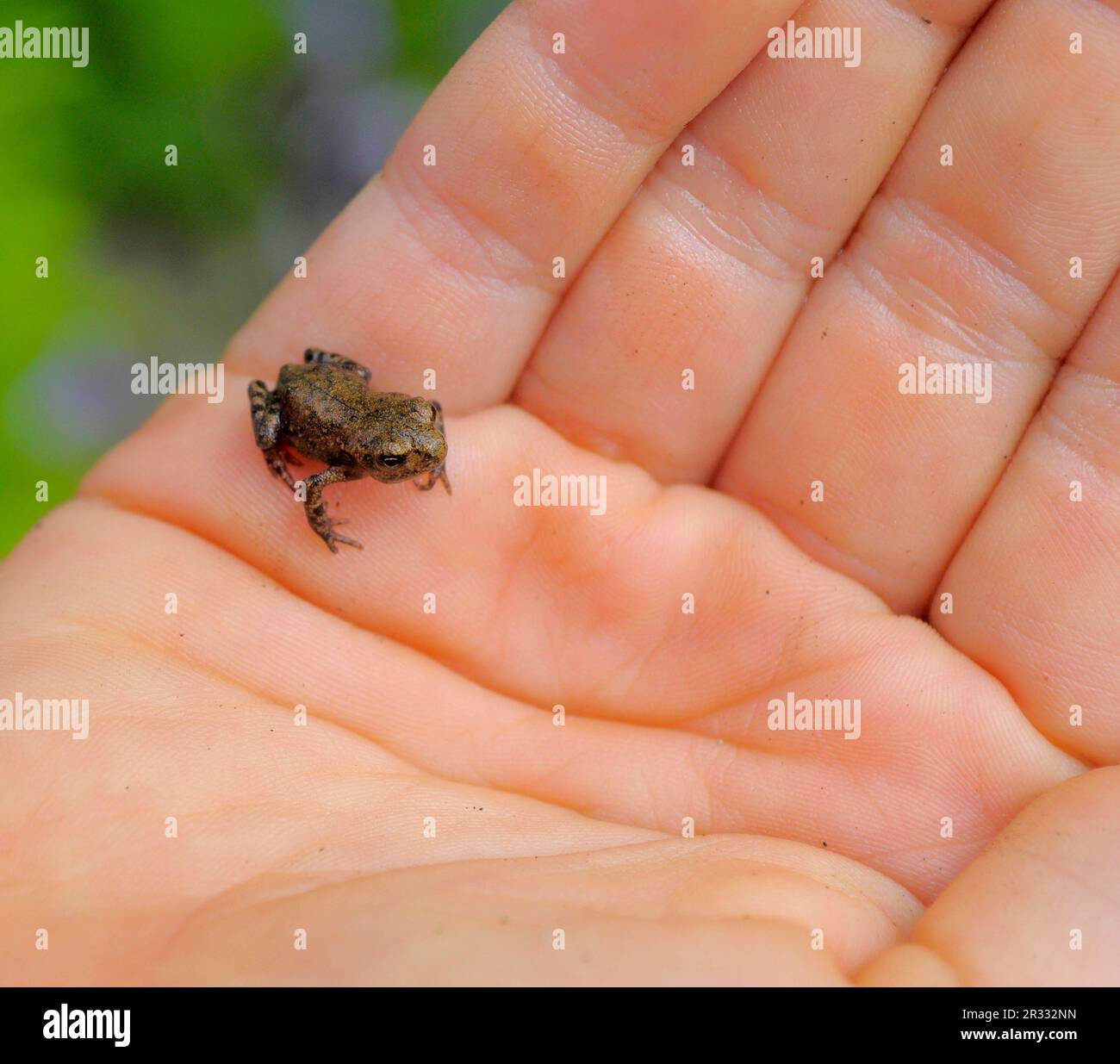 Frog on child hand pond frog Stock Photo - Alamy