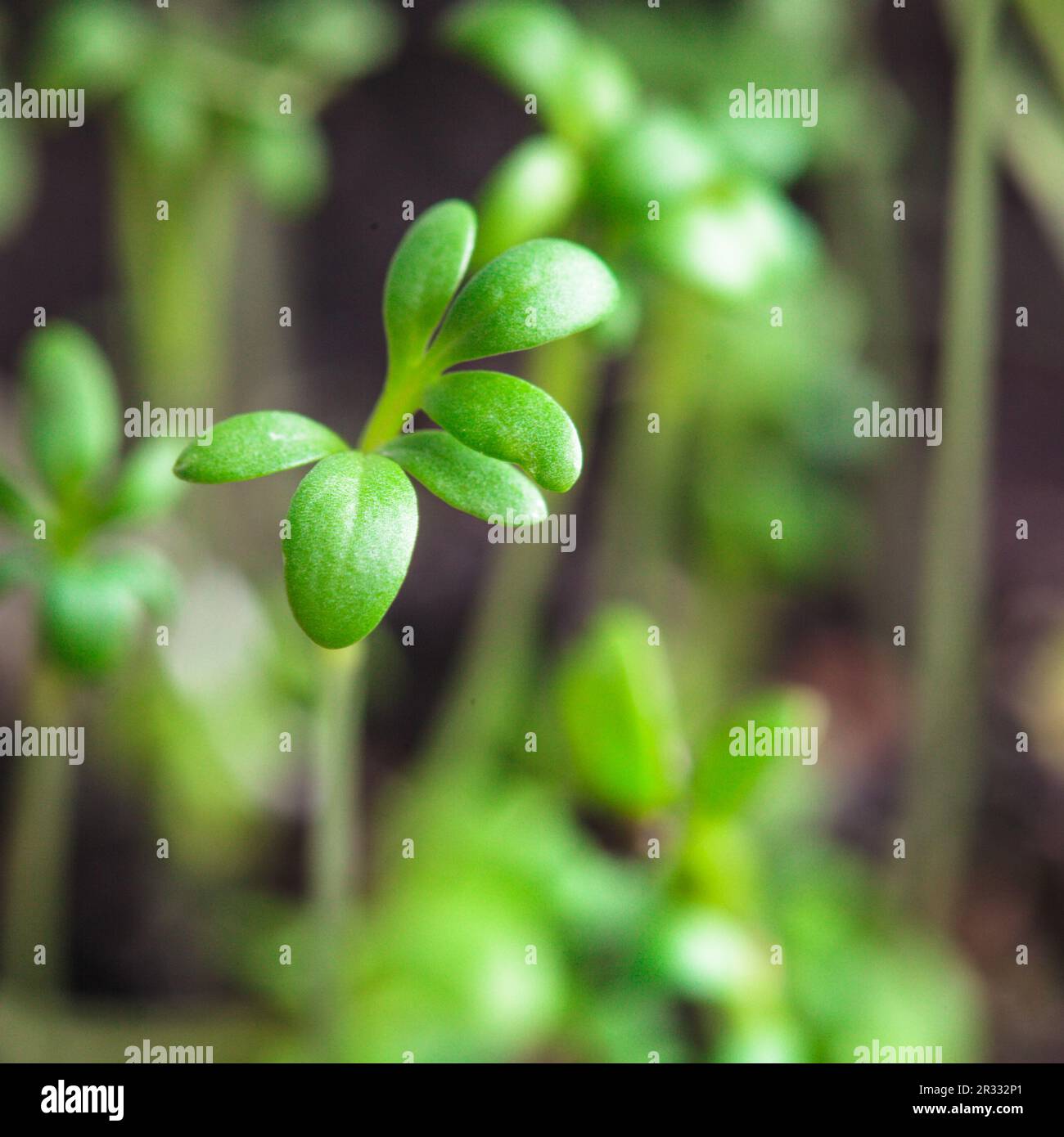 Vegetable raw watercress cress hi-res stock photography and images - Alamy