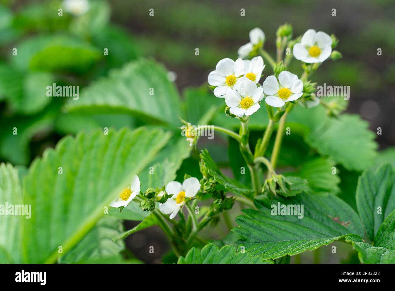 White flower and bud with green leaves of garden strawberry close up ...