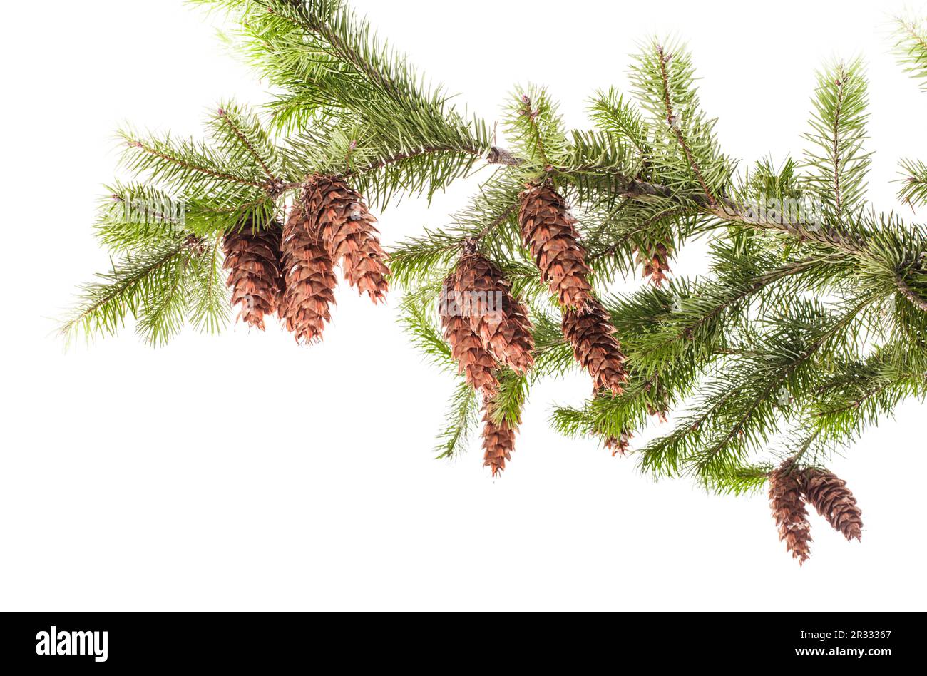 Noel pine hi-res stock photography and images - Alamy