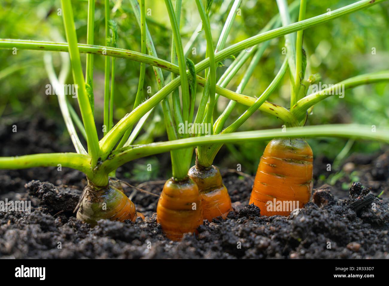 Ripe orange carrots sticking out of the soil in a small garden Stock ...