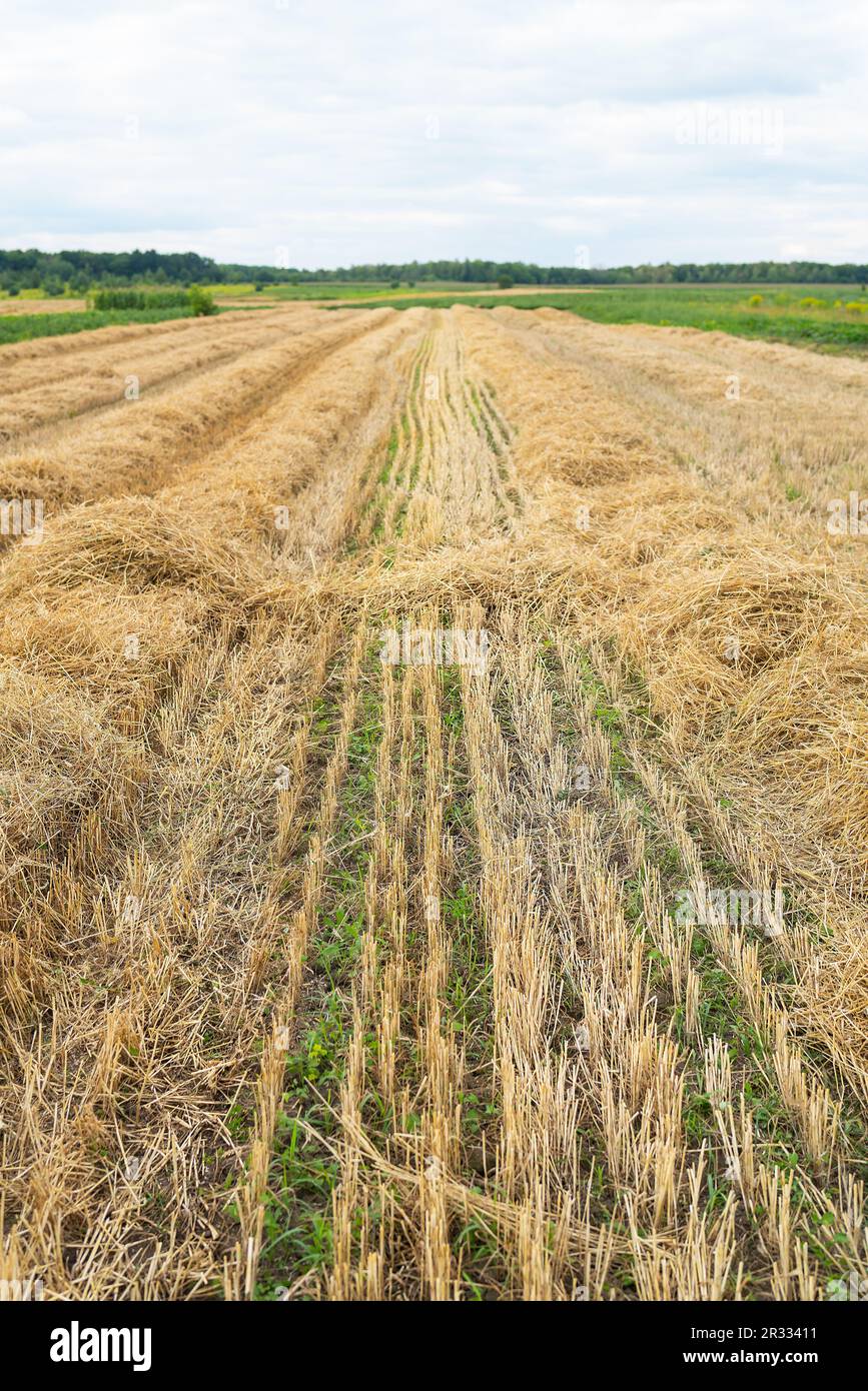 wheat field after harvest, mowed field, empty field with straw after ...