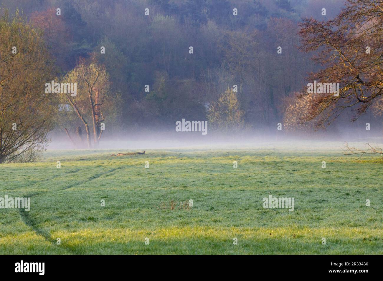 typical Devon low laying field with early morning mist, green grass a ...