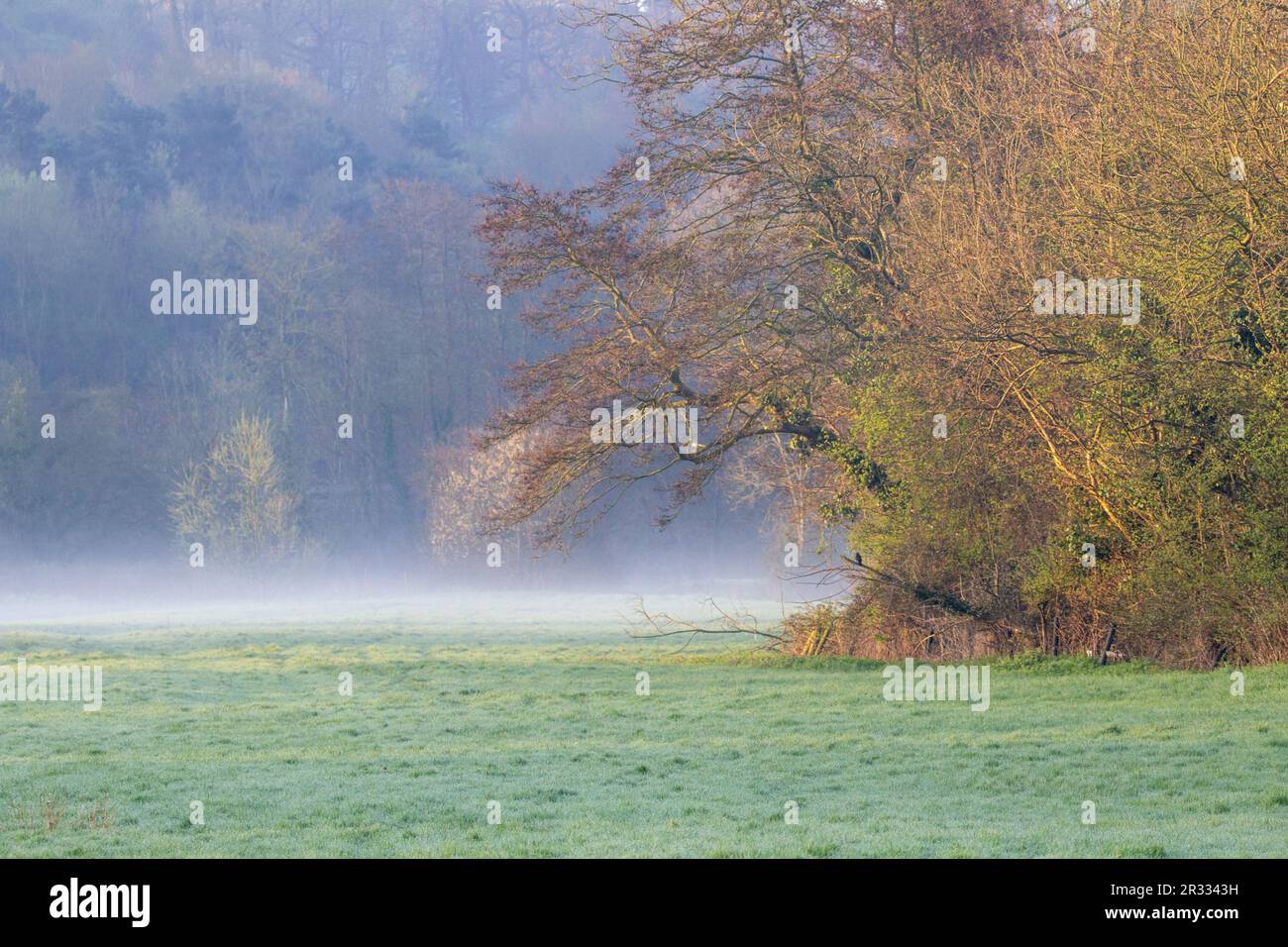 typical Devon low laying field with early morning mist, green grass a ...