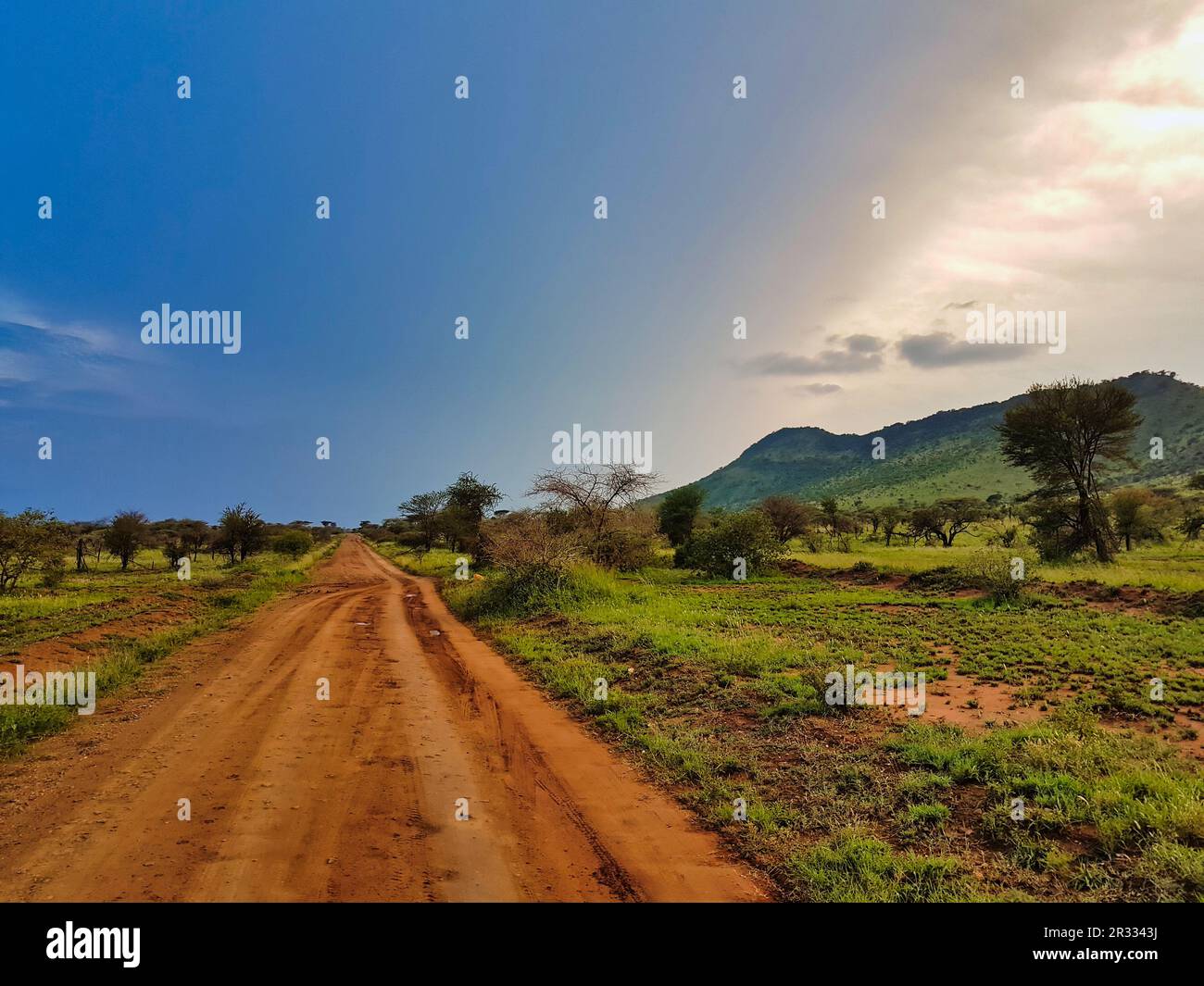 Evening views of the Safari trails in Serengeti National Park, Tanzania ...