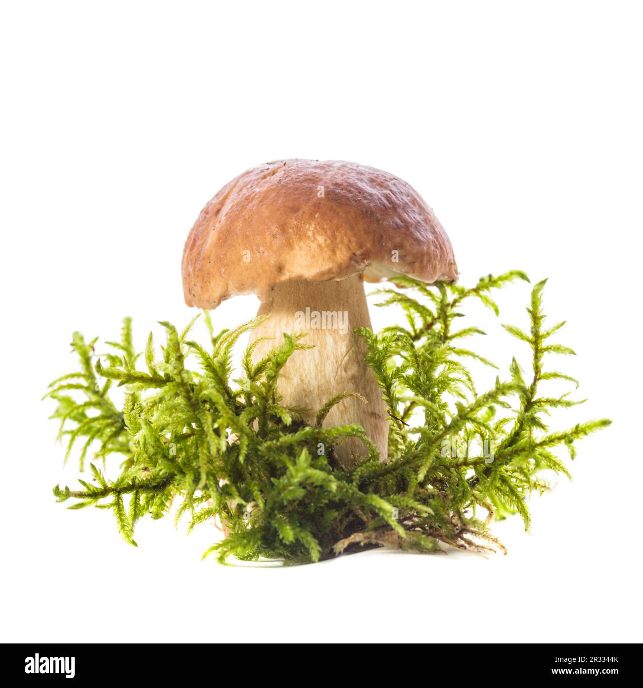 Boletus organic fungi hi-res stock photography and images - Alamy