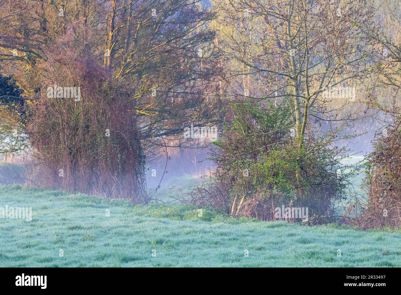 typical Devon low laying field with early morning mist, green grass a ...