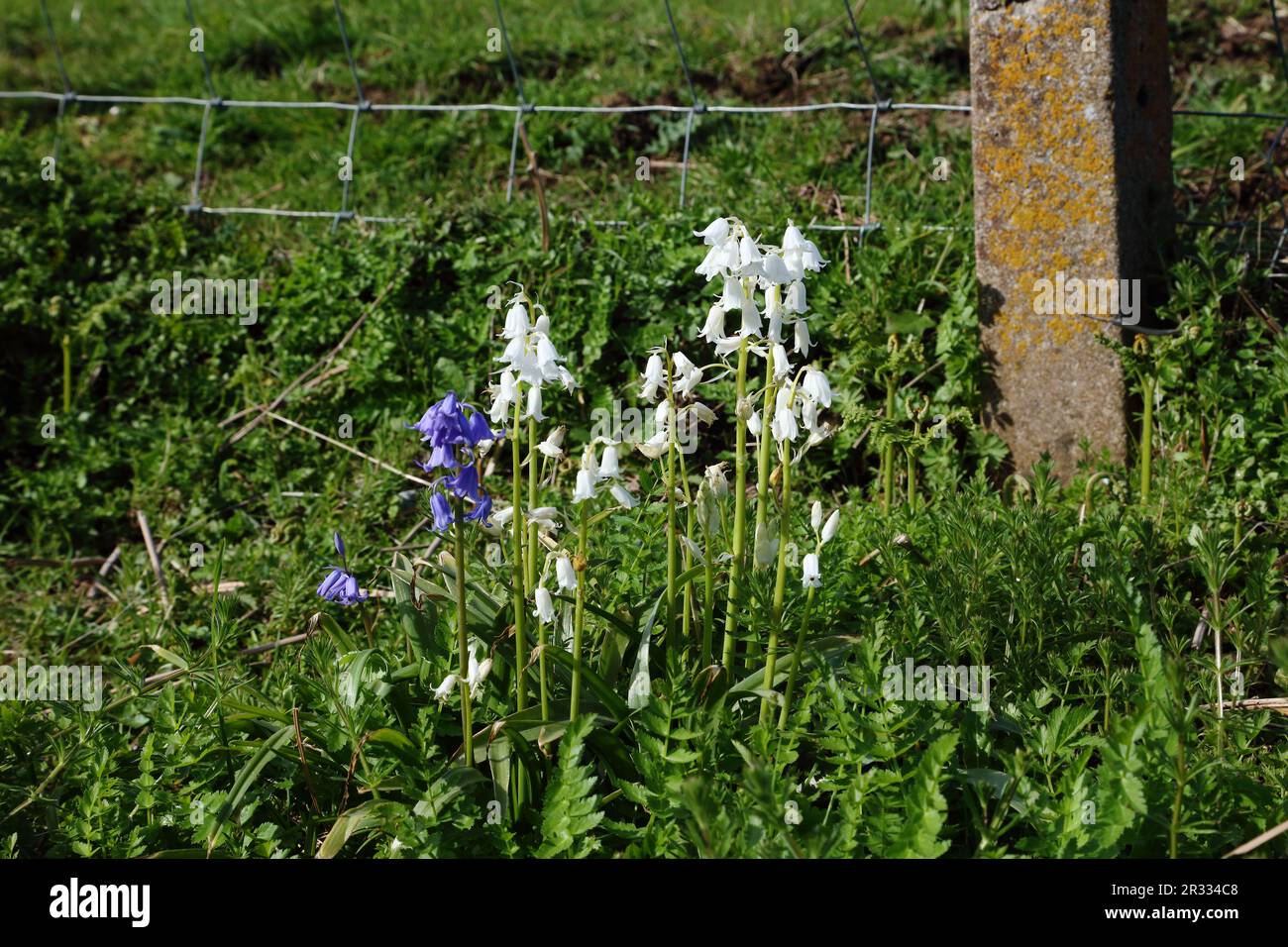 A roadside display of wild growing Bluebells as well as a white variant ...