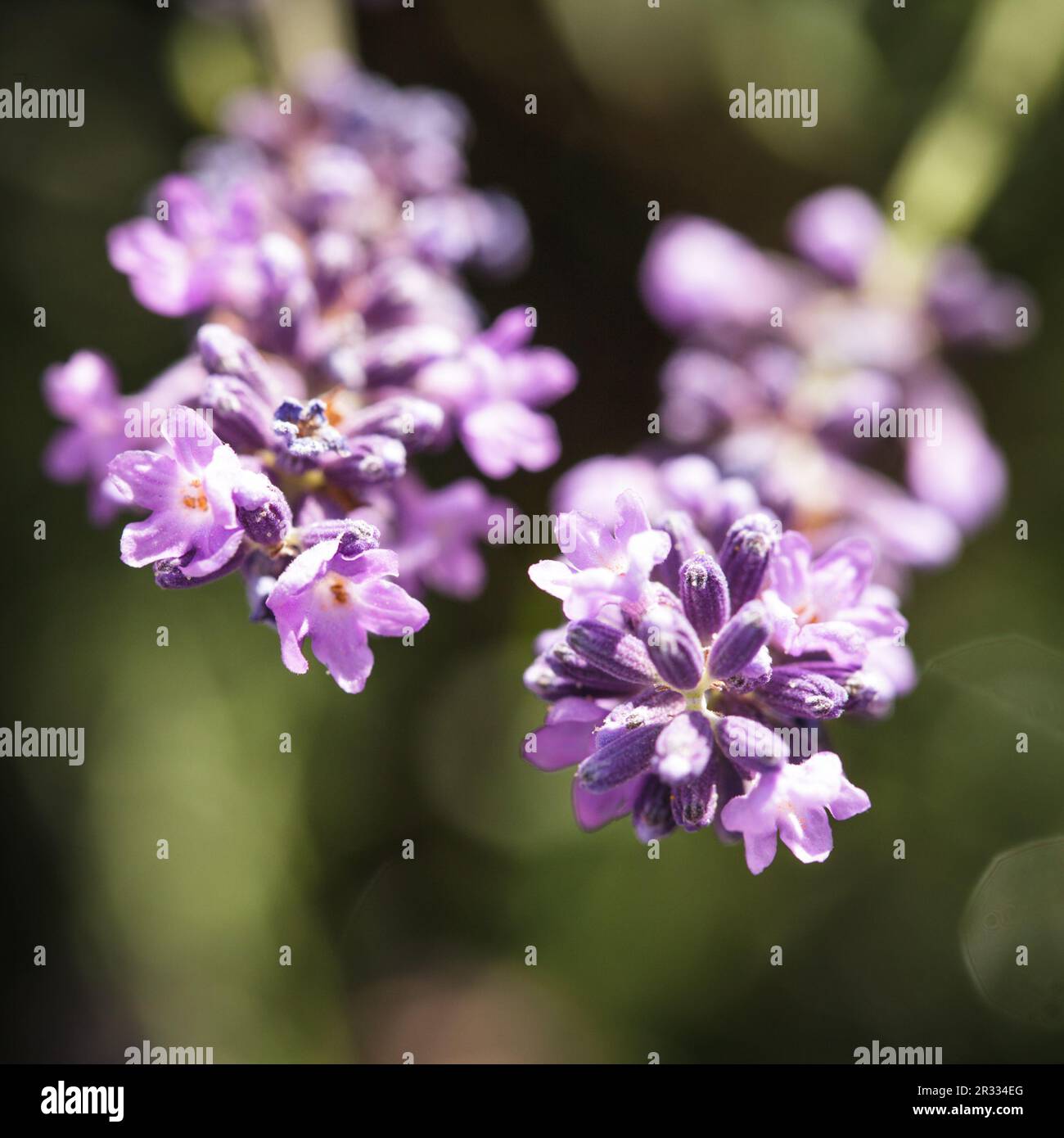 Blue lavender flowers close hi-res stock photography and images - Alamy
