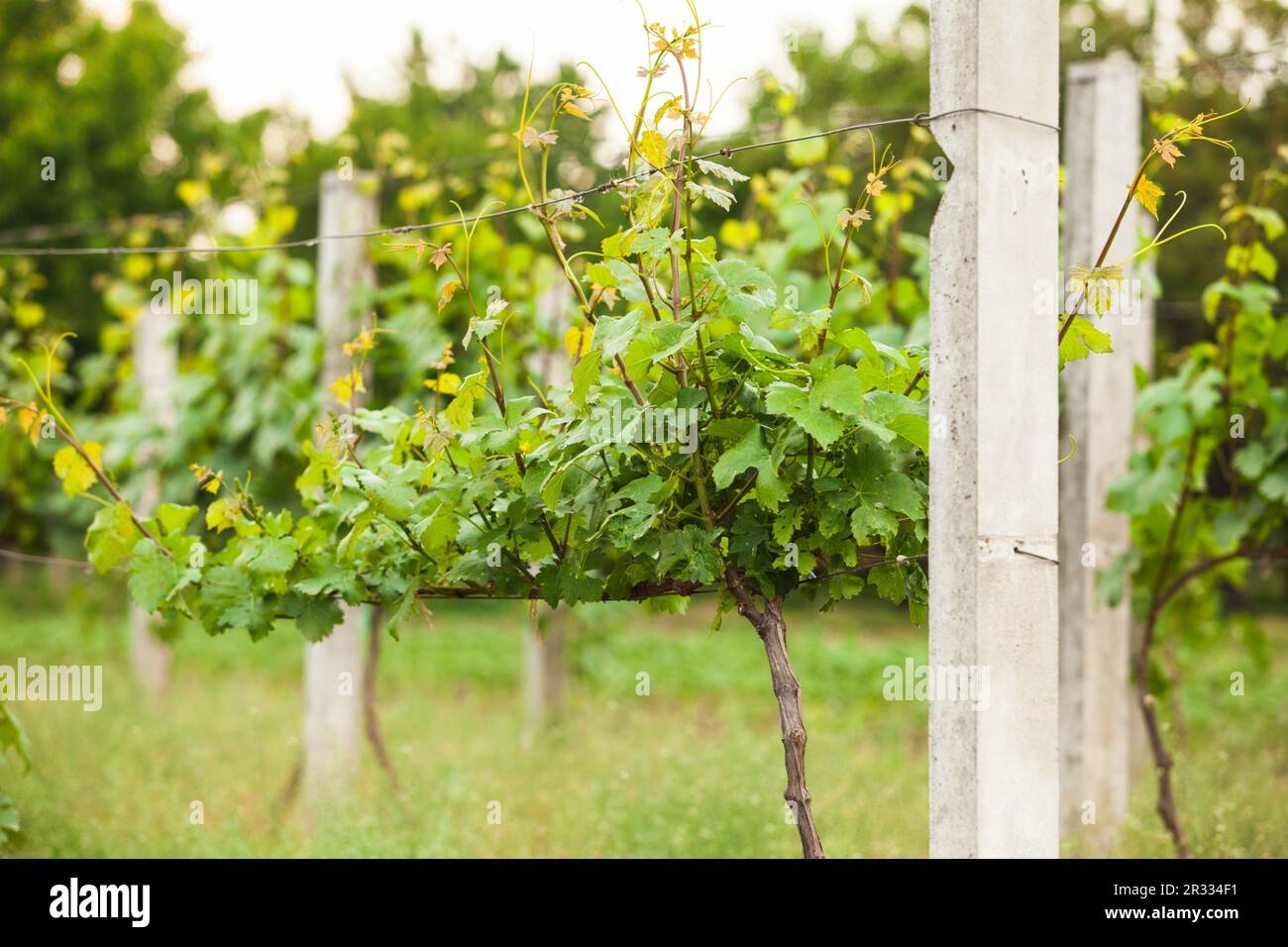 Vineyard rows in spring Stock Photo - Alamy