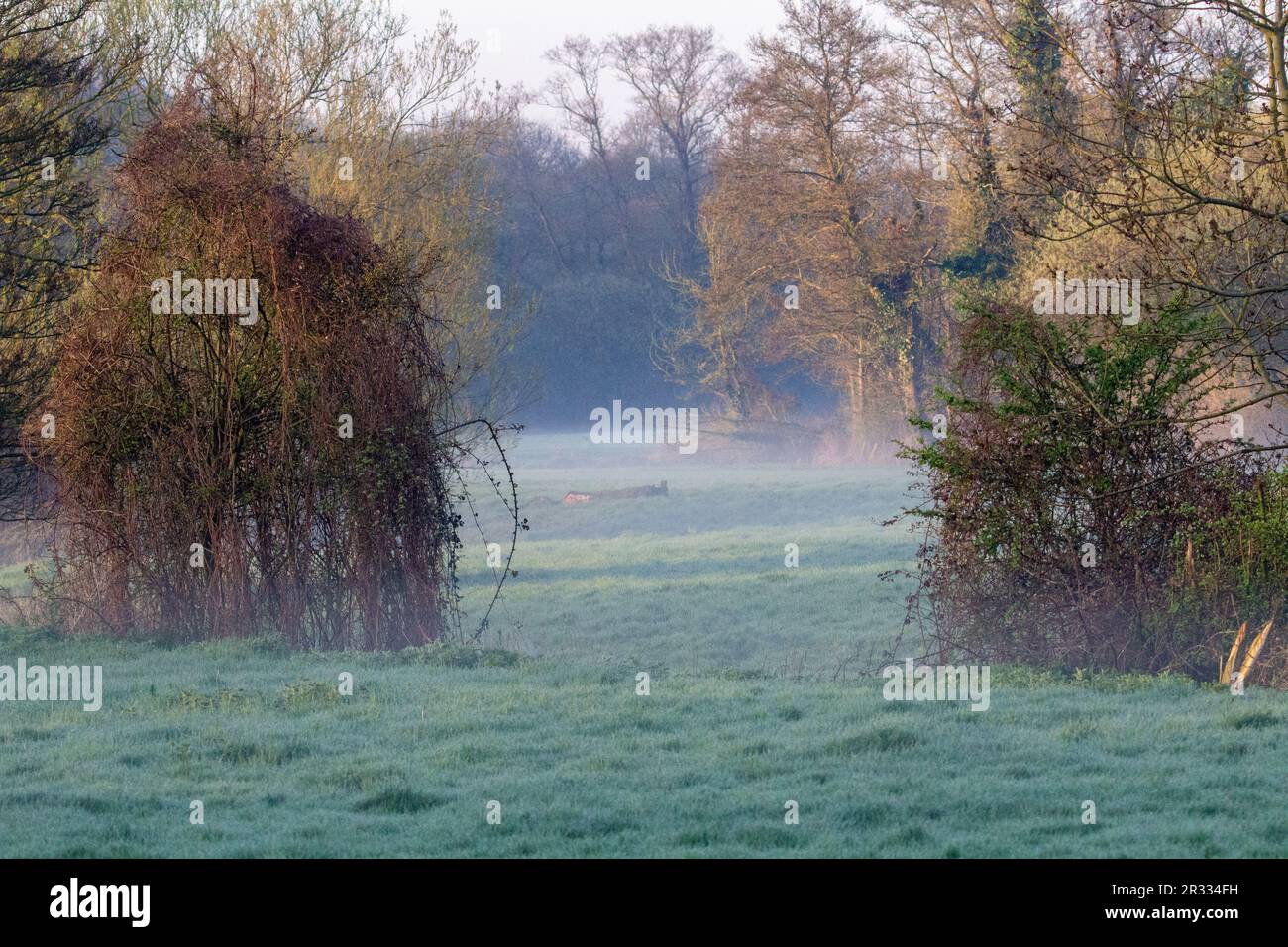 typical Devon low laying field with early morning mist, green grass a ...