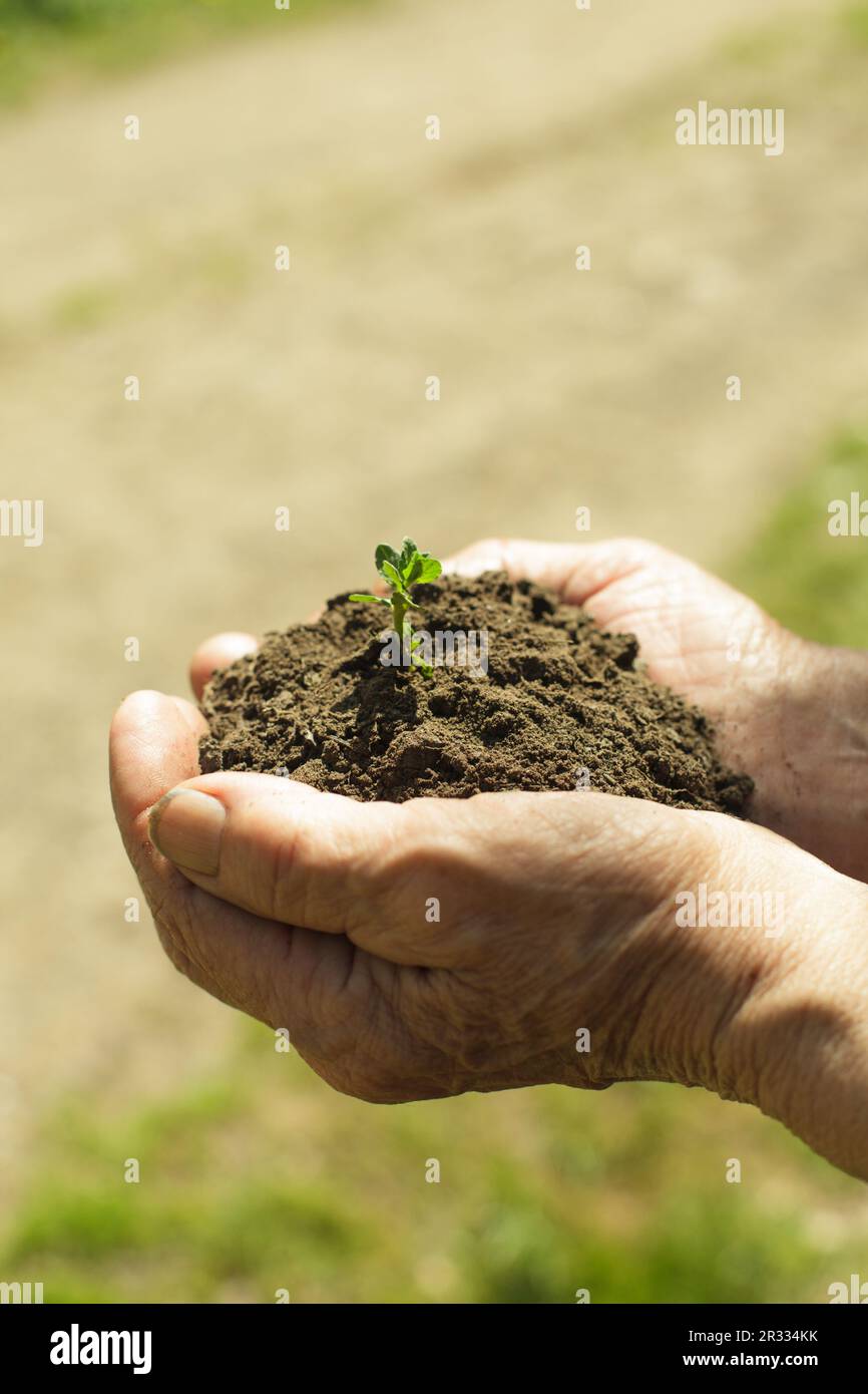 Hands with soil and plant Stock Photo - Alamy