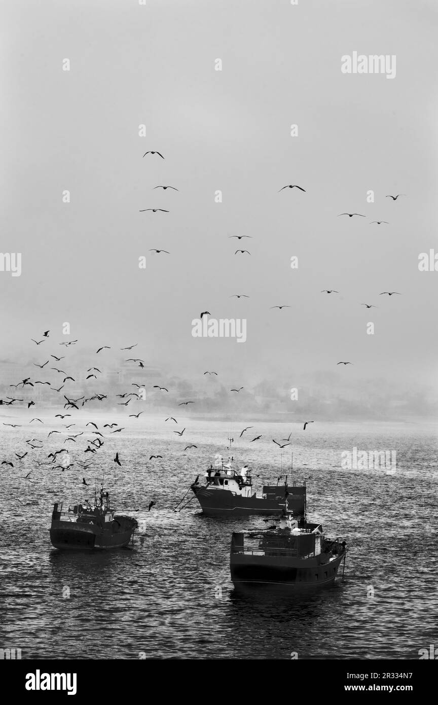 Birds and boats Black and White Stock Photos & Images - Alamy