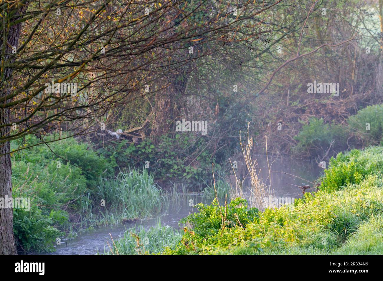 typical Devon low laying field with early morning mist, green grass a ...