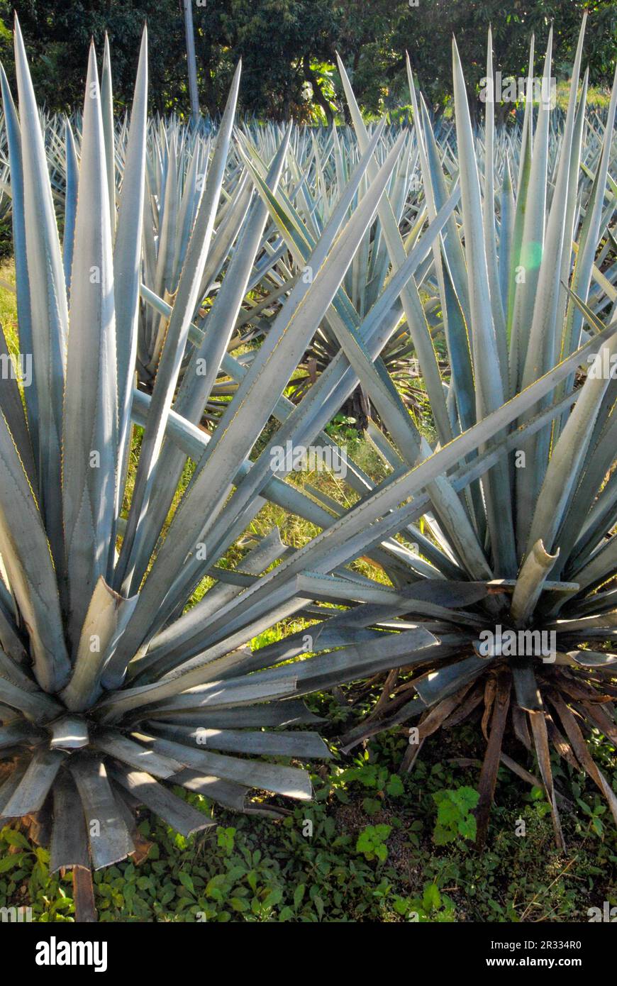 Blue agave hi-res stock photography and images - Alamy