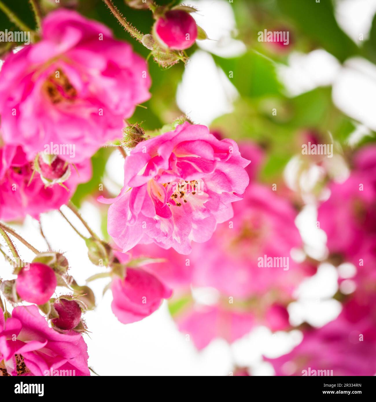 Bright white rose hi-res stock photography and images - Alamy