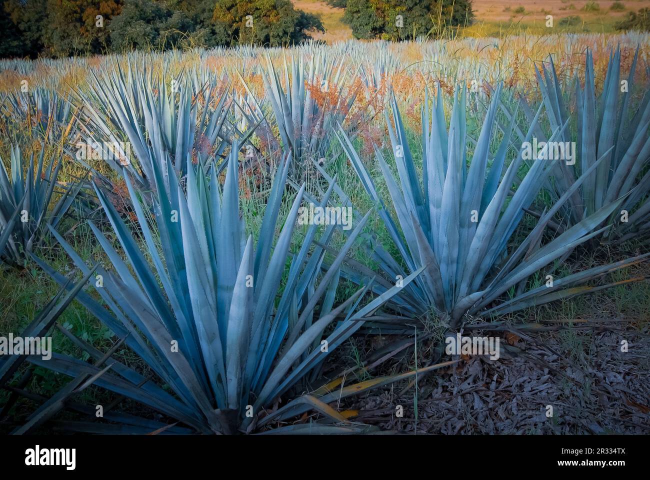 Blue Agave is used in the Production of Tequila Stock Photo - Alamy