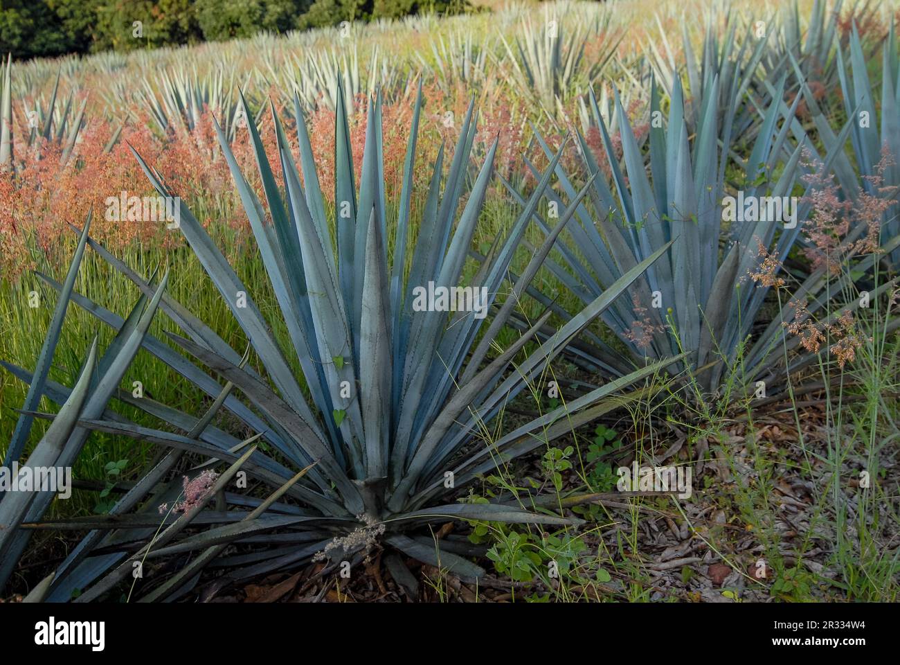 Blue Agave is used in the Production of Tequila Stock Photo - Alamy