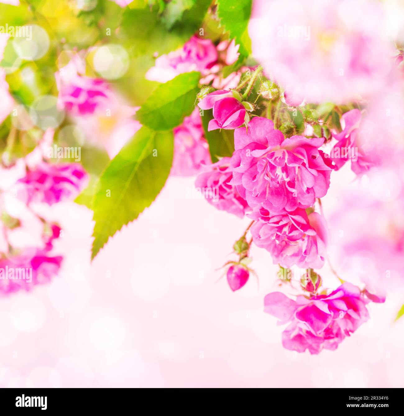 Blossom pink wild roses hi-res stock photography and images - Alamy