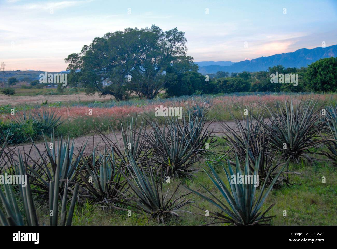 Blue Agave is used in the Production of Tequila Stock Photo - Alamy