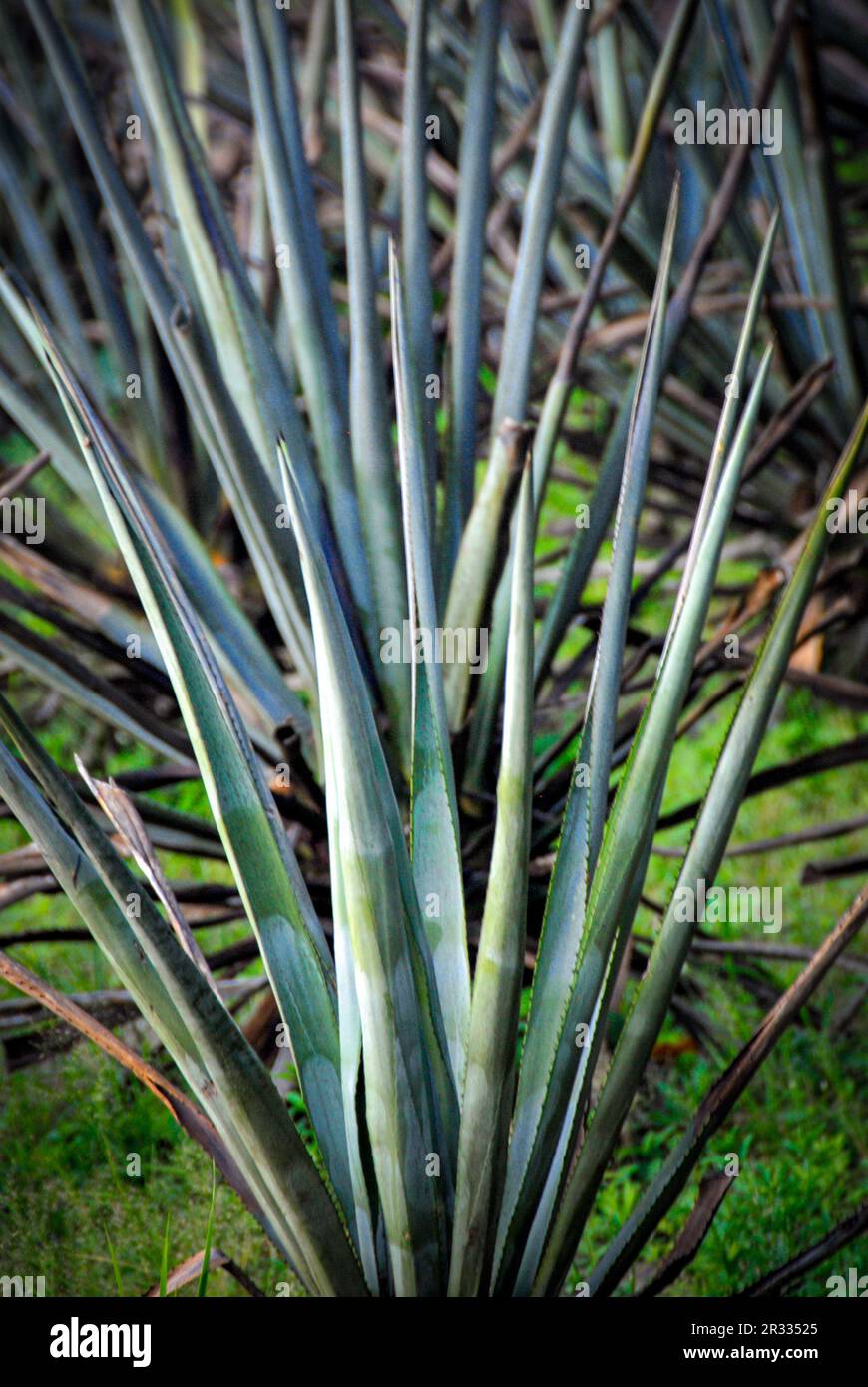 Agave tequilana plants hi-res stock photography and images - Alamy