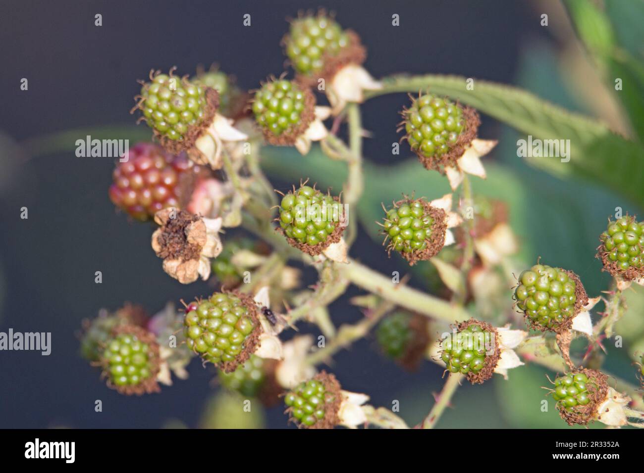 un ripe fruit on common blackberry bramble (Rubus fruticosus) isolated ...