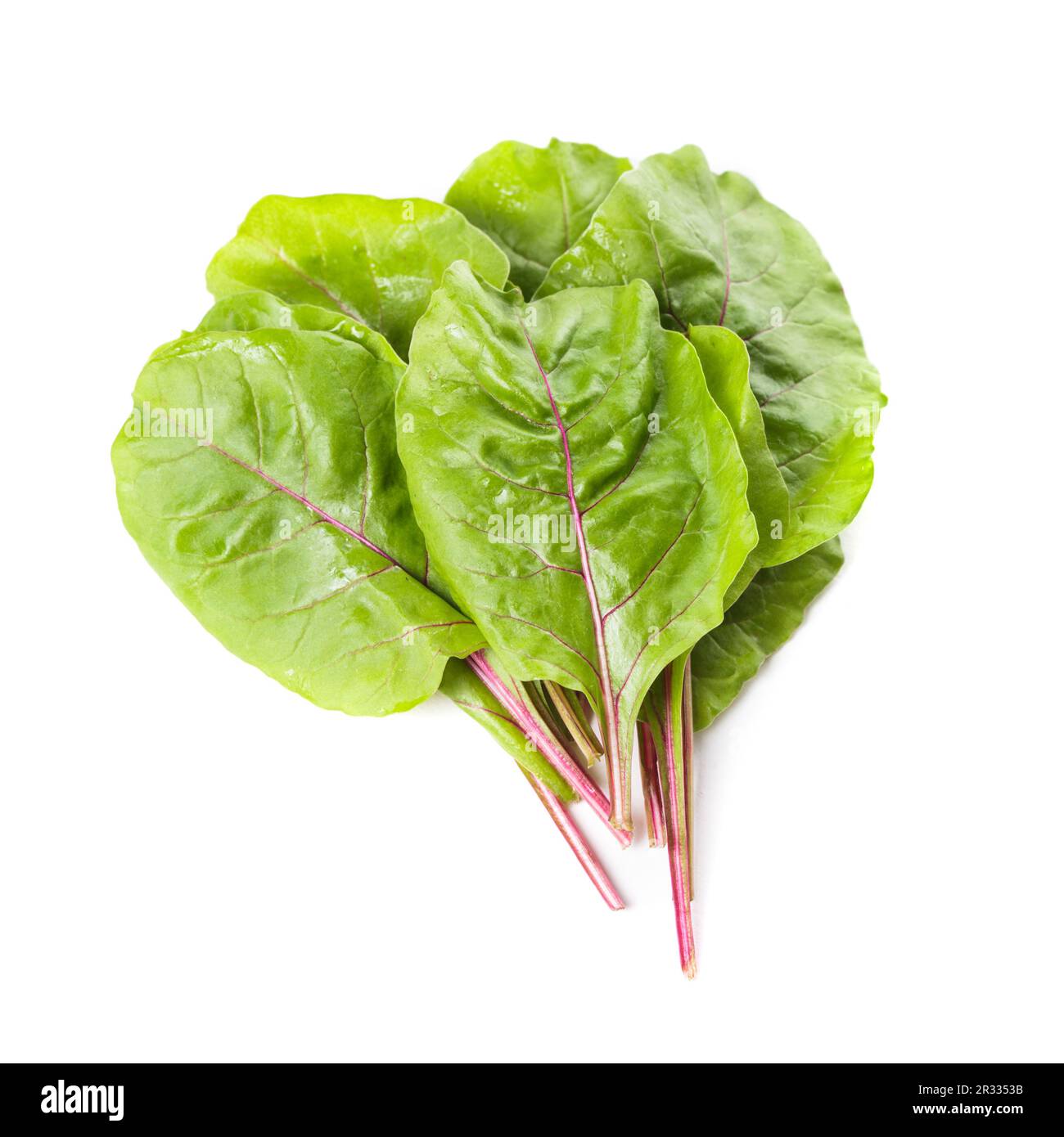 Eating young leaves hi-res stock photography and images - Alamy