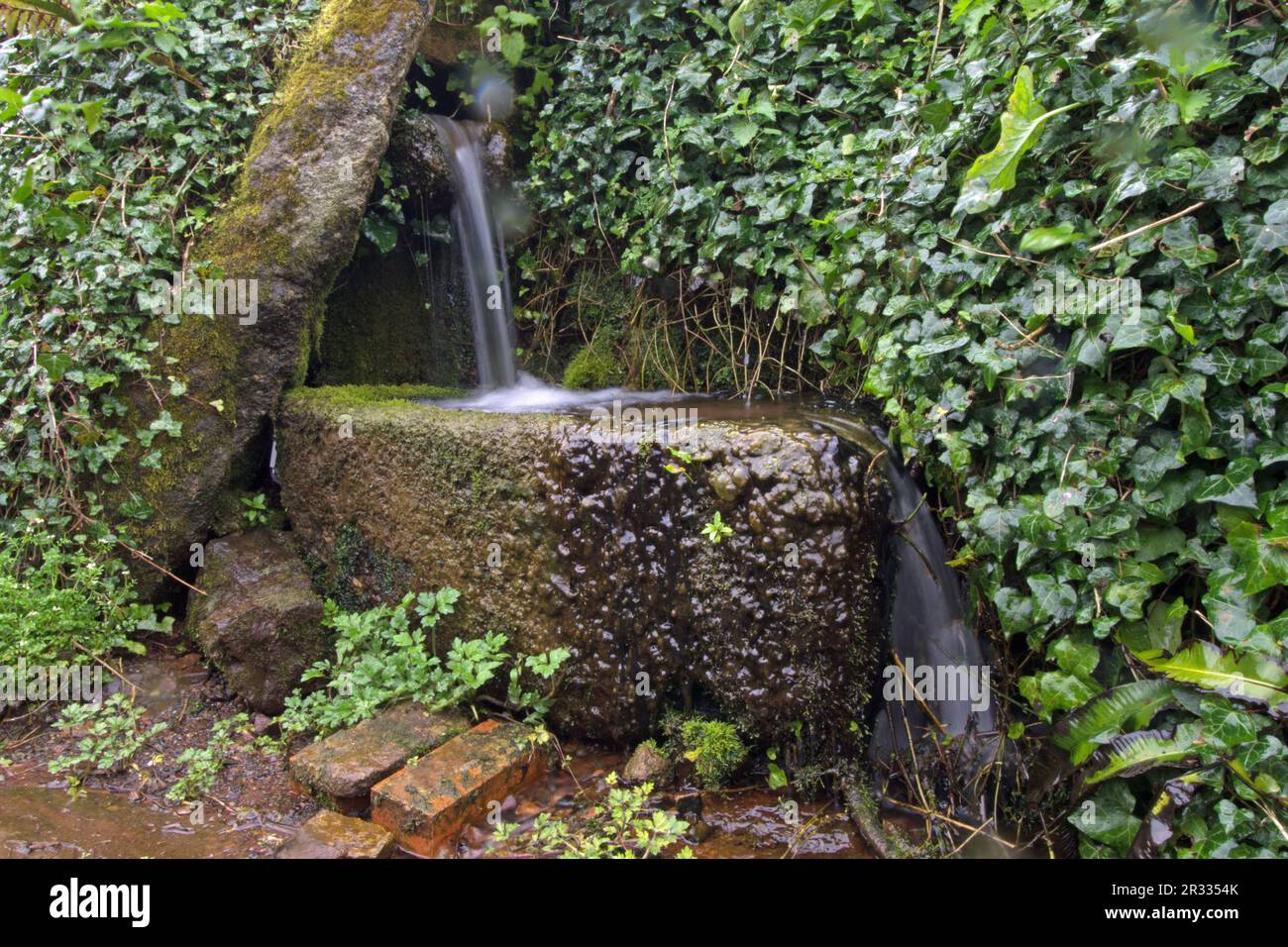 water dropping into an old moss covered cattle drinking trough with ivy ...