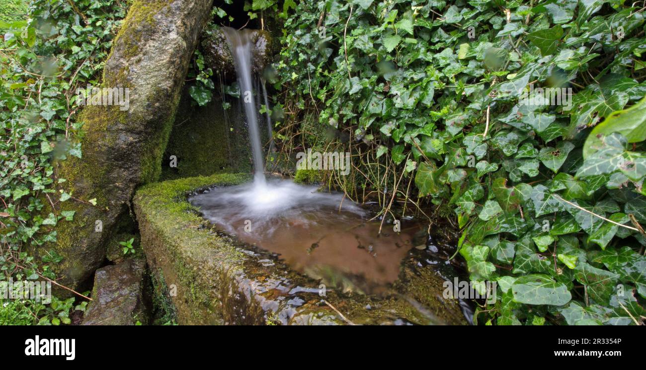 water dropping into an old moss covered cattle drinking trough with ivy ...