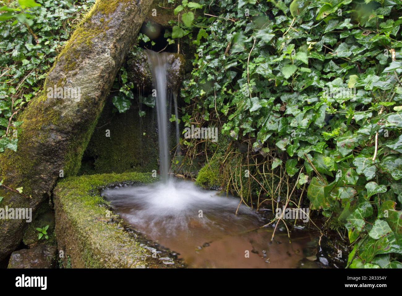 water dropping into an old moss covered cattle drinking trough with ivy ...