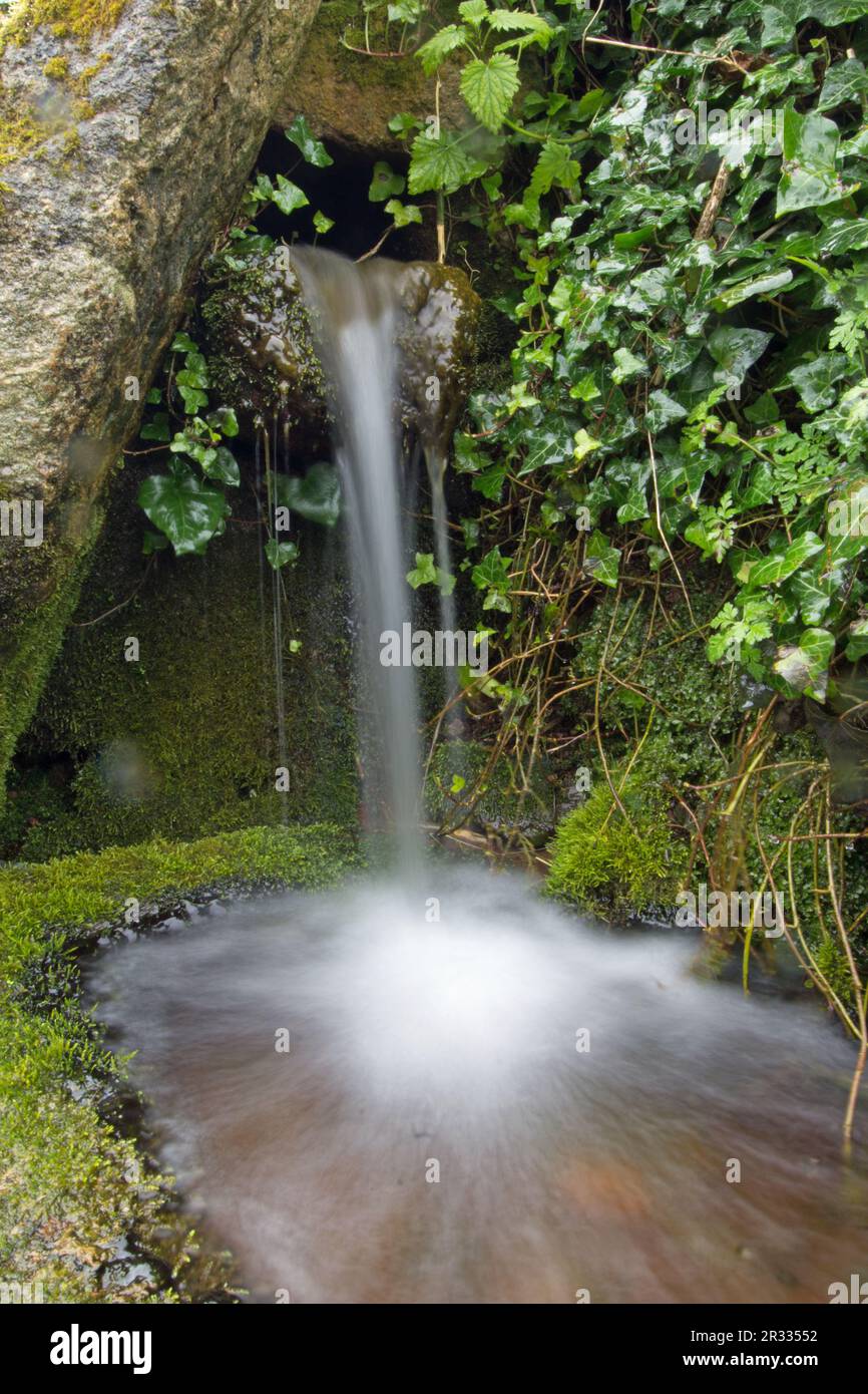 water dropping into an old moss covered cattle drinking trough with ivy ...