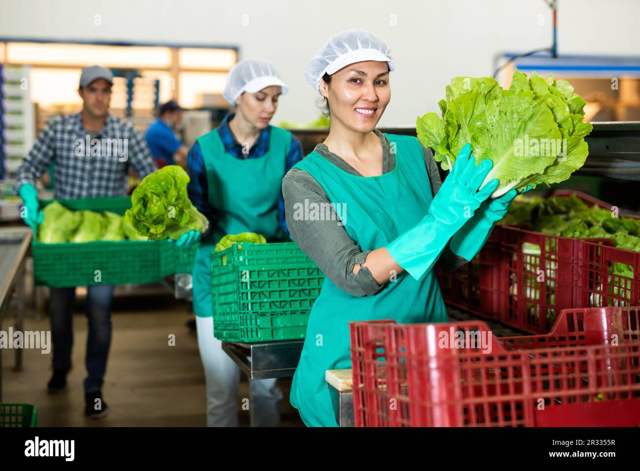 Smiling female worker of vegetable sorting factory arranging lettuce in ...