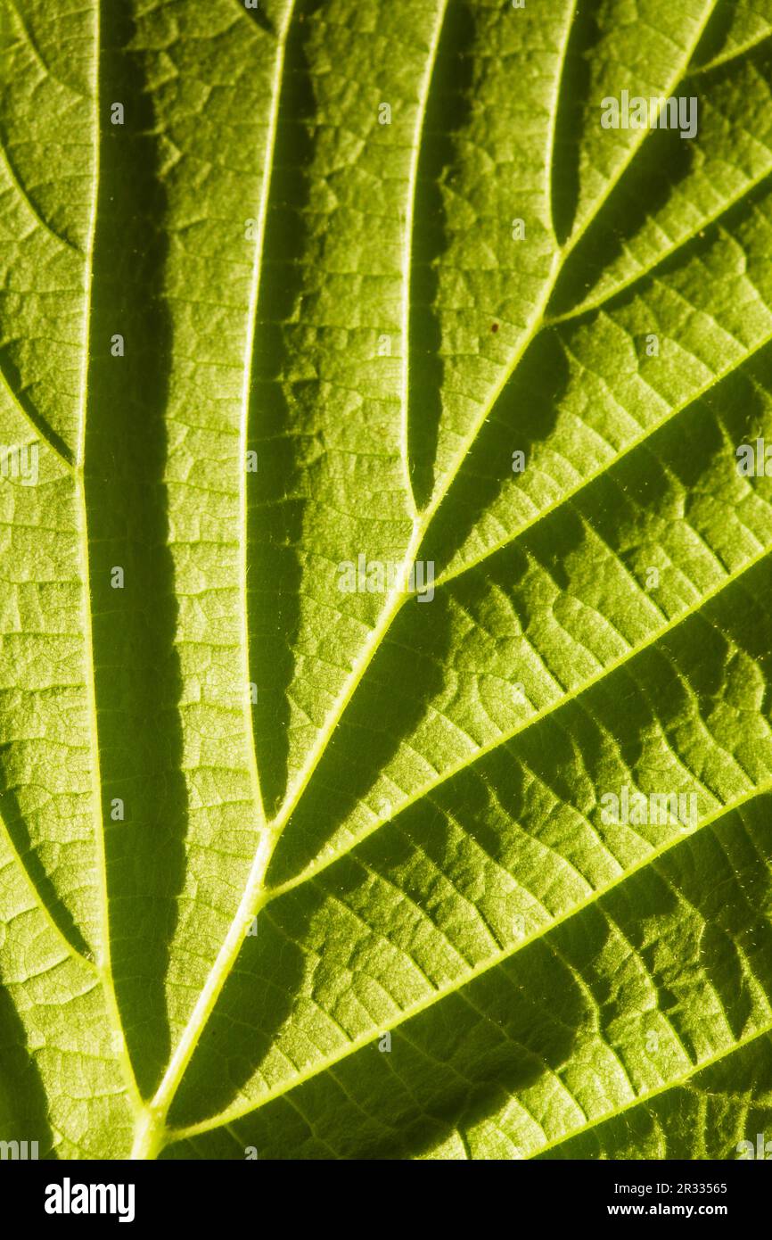 Vibrant new leaf hi-res stock photography and images - Alamy