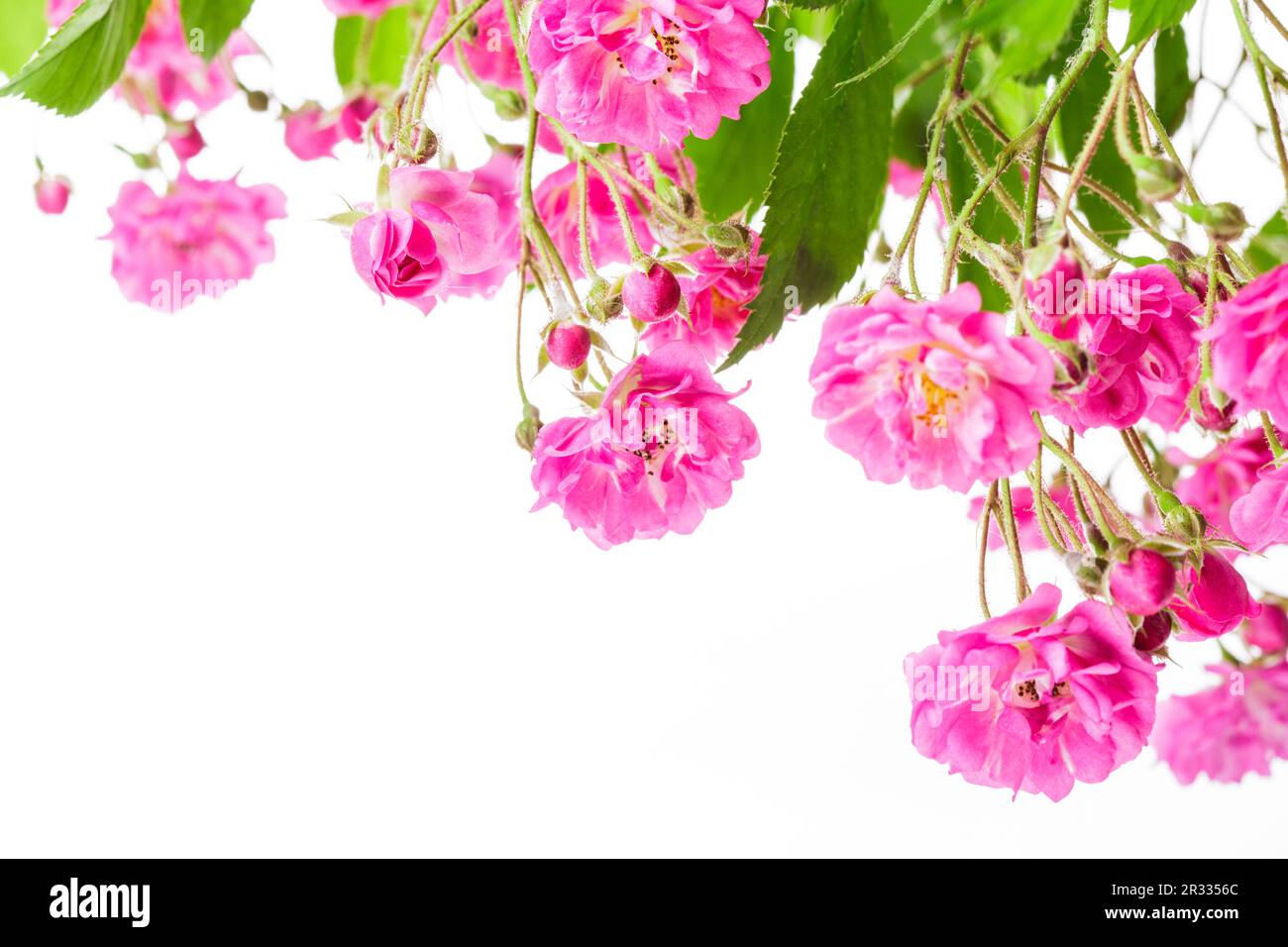 Border rose bush hi-res stock photography and images - Alamy