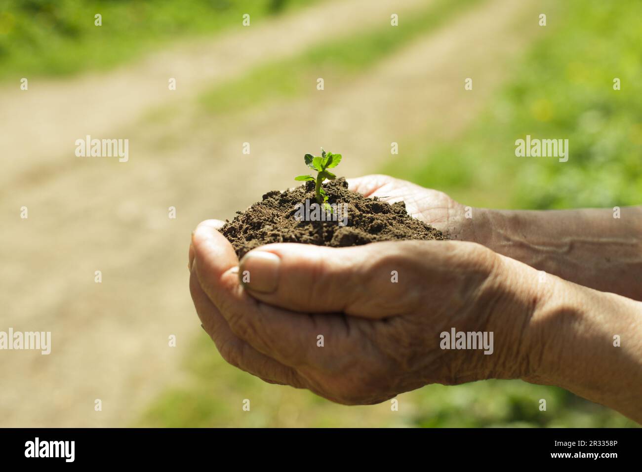 Hands with soil and plant Stock Photo - Alamy