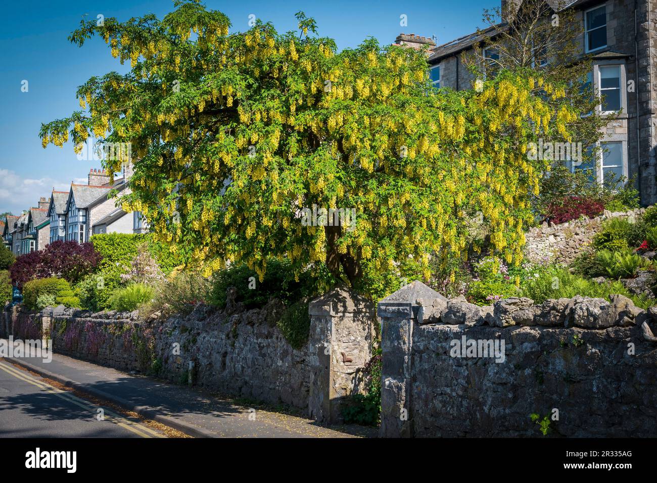 Laburnum golden rain in hi-res stock photography and images - Alamy