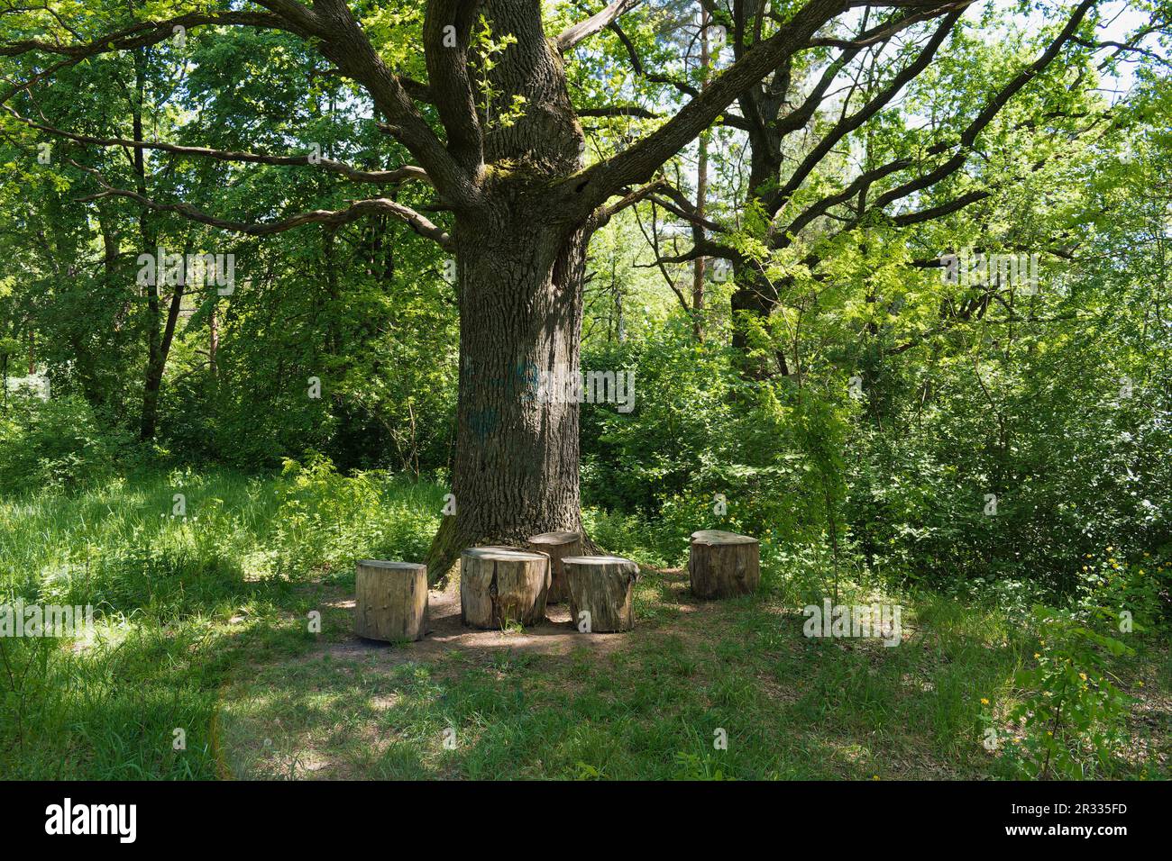 Oak tree stumps hi-res stock photography and images - Alamy