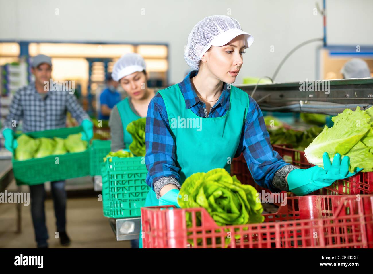 Woman worker sorting lettuce in vegetable factory Stock Photo - Alamy