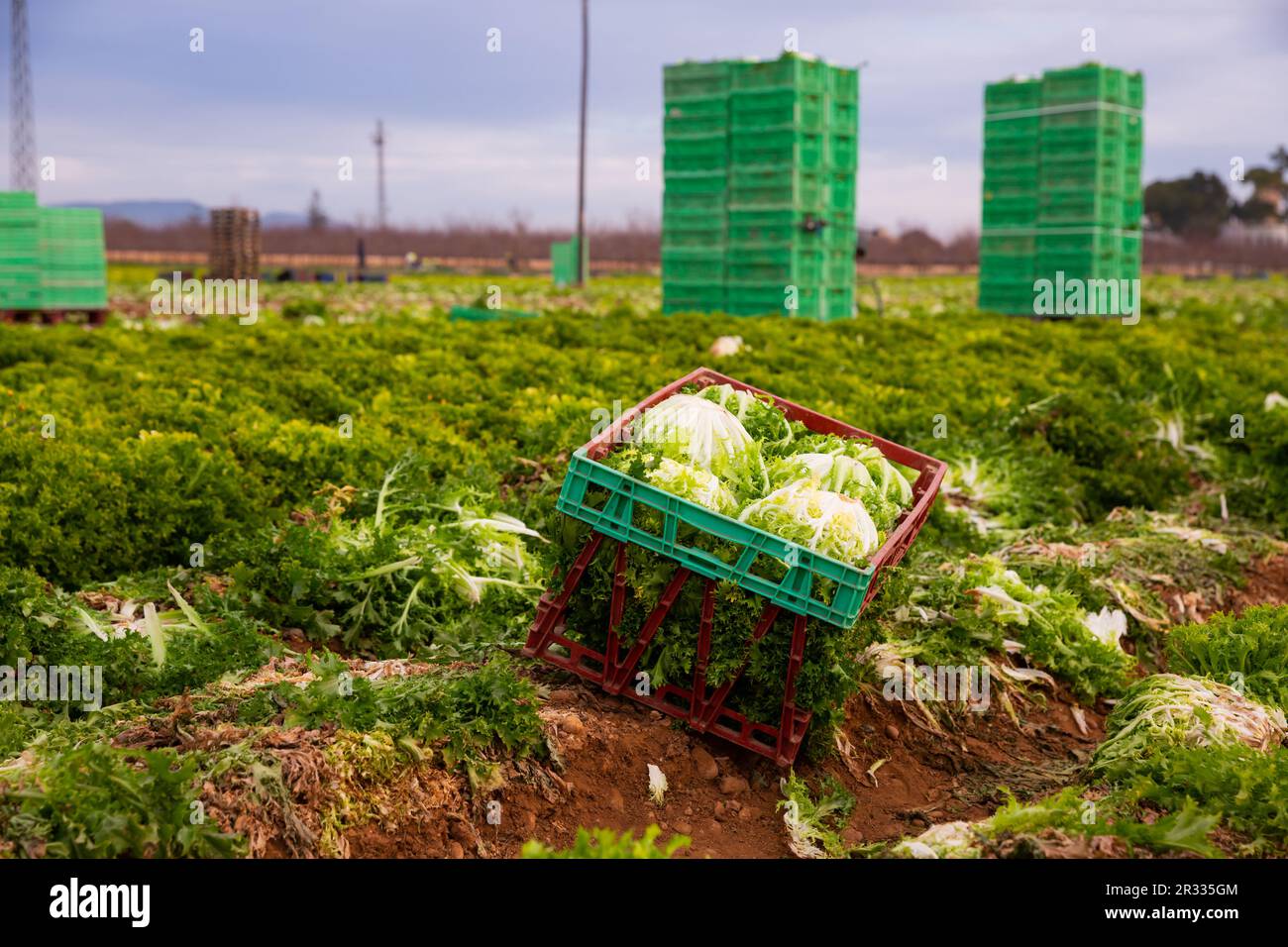 Fresh lettuce in boxes on plantation beds Stock Photo - Alamy