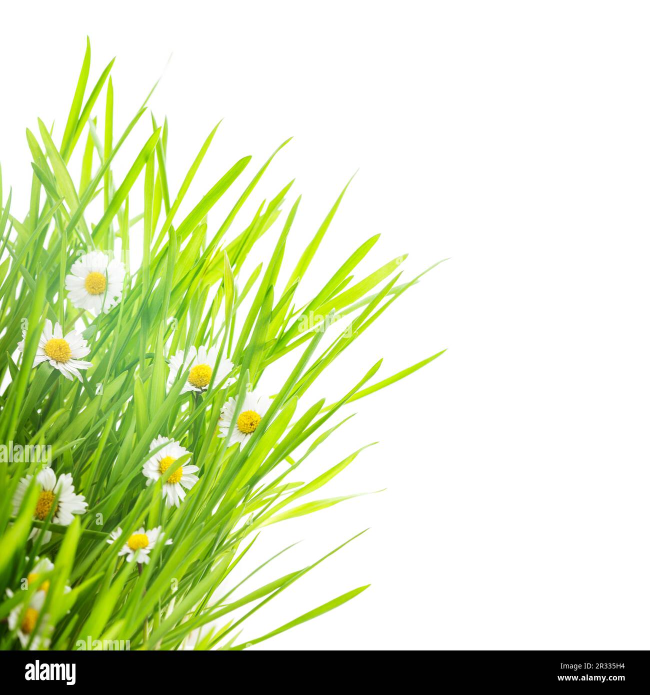 Green grass and daisy Stock Photo - Alamy