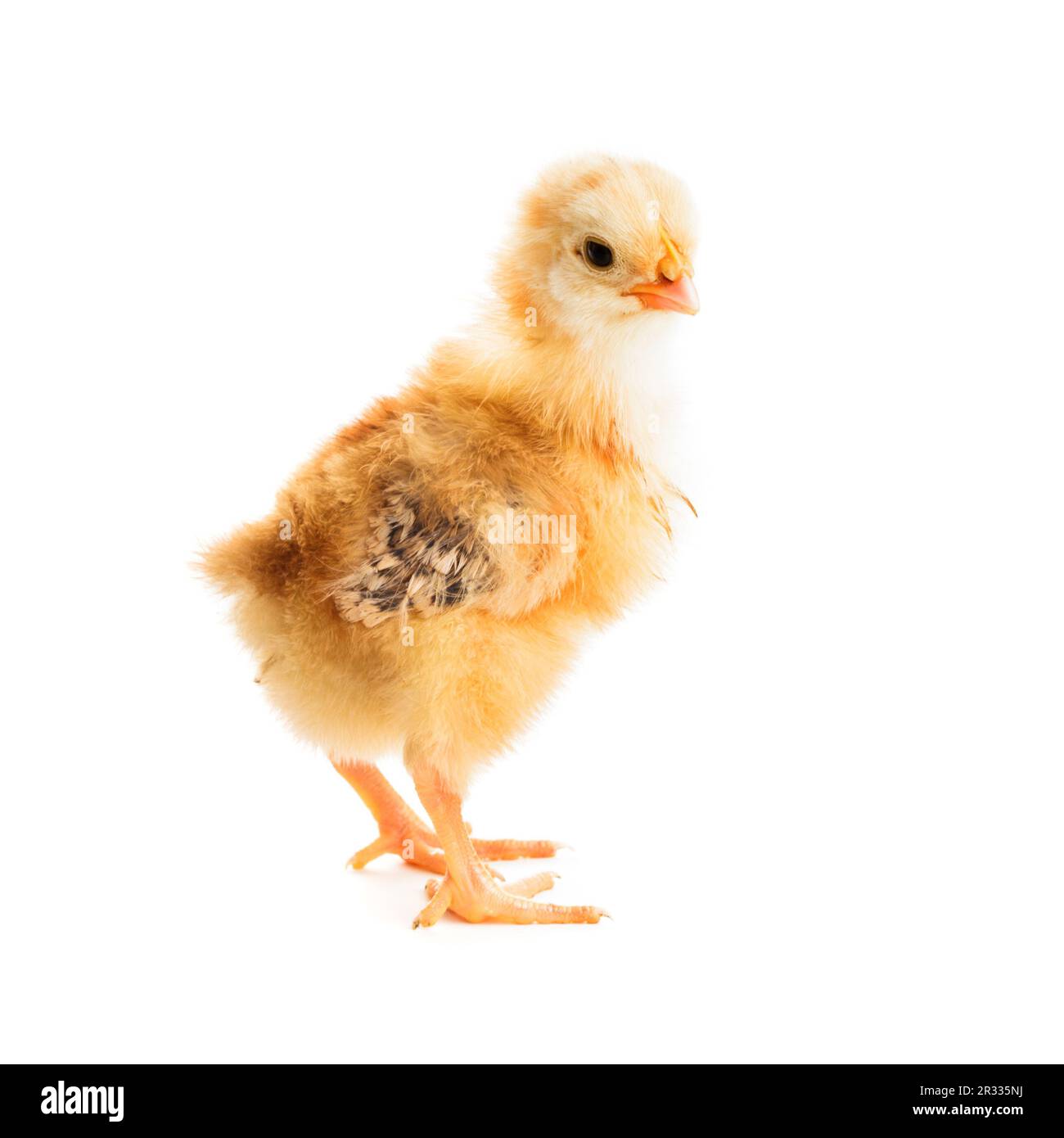 Cute furry animal hi-res stock photography and images - Alamy