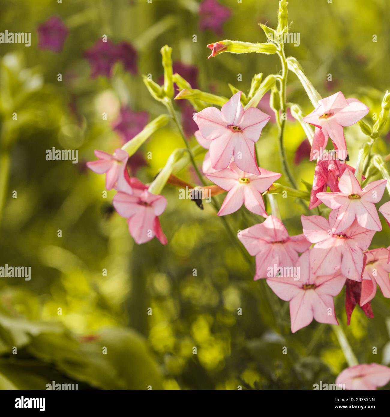 Decorative tobacco flowers Stock Photo - Alamy