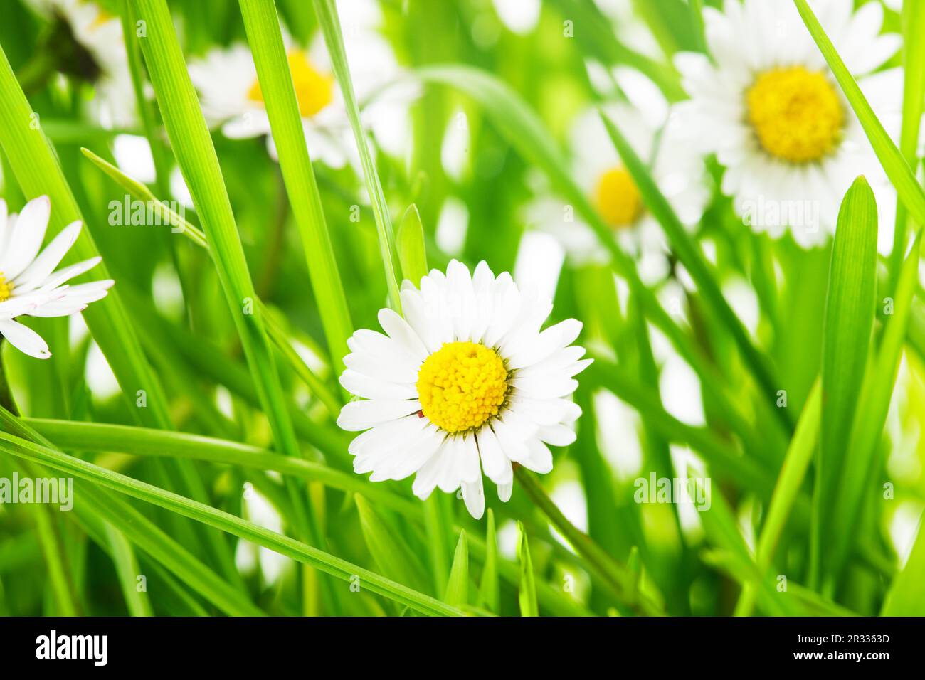 Green grass and daisy Stock Photo - Alamy