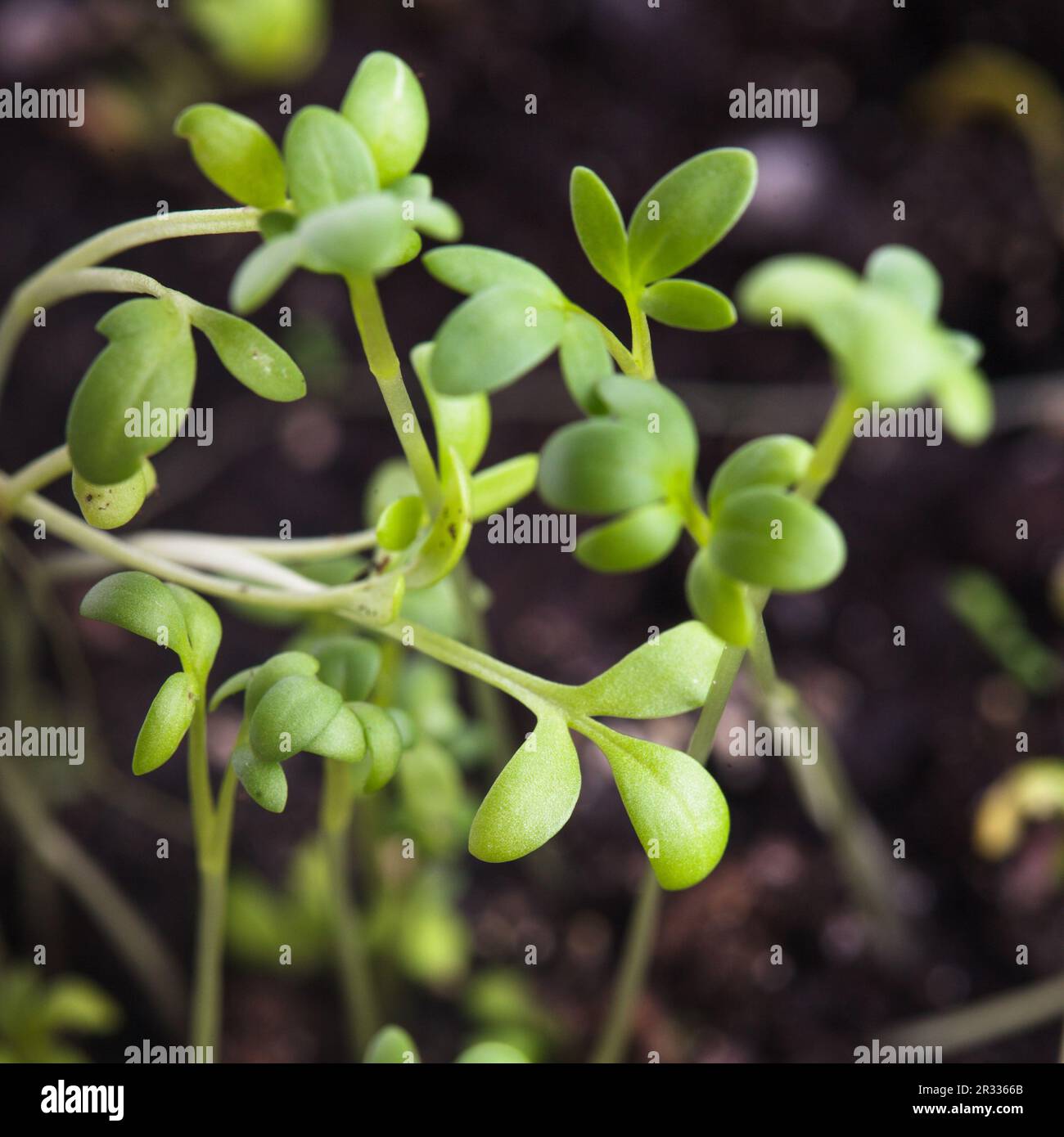Cress botanical hi-res stock photography and images - Alamy