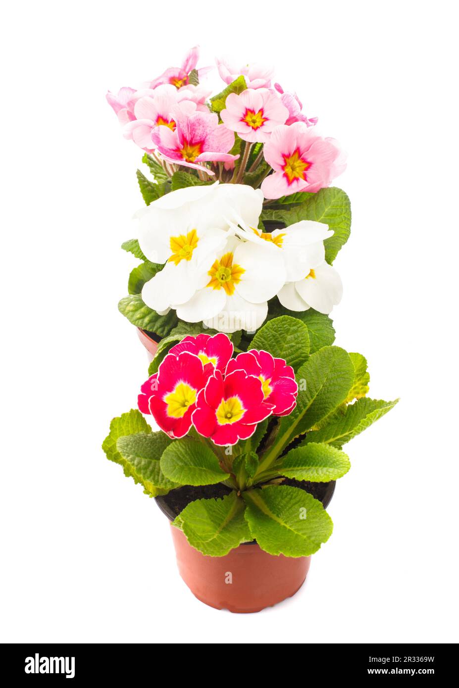 Primula in pot isolated Stock Photo - Alamy