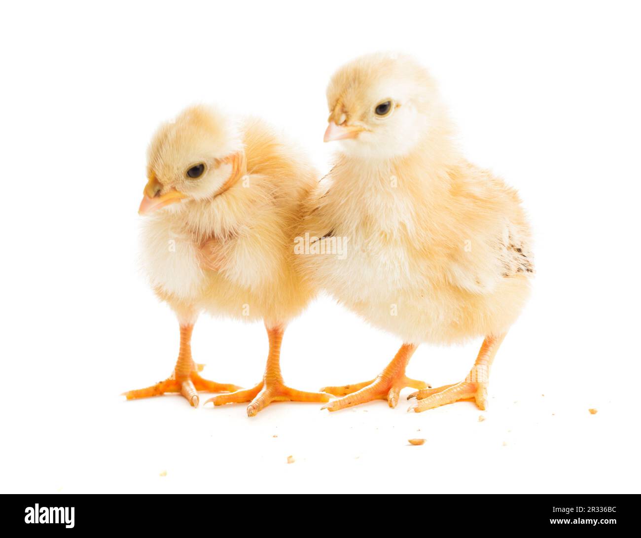 Closeup two cute tiny hi-res stock photography and images - Alamy