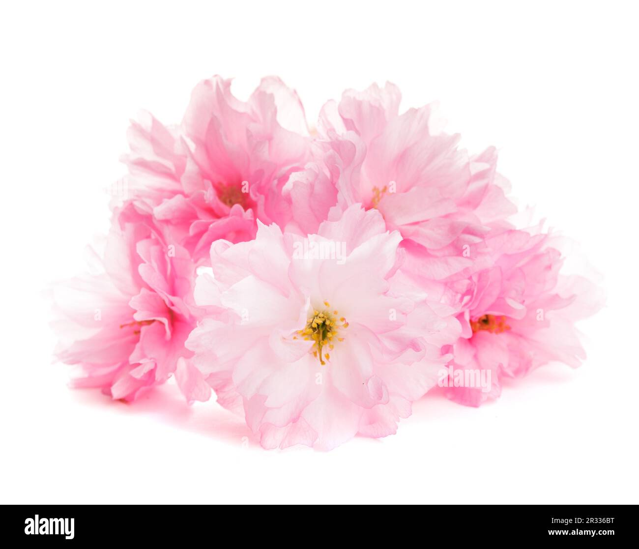 Sakura japanese plant hi-res stock photography and images - Alamy
